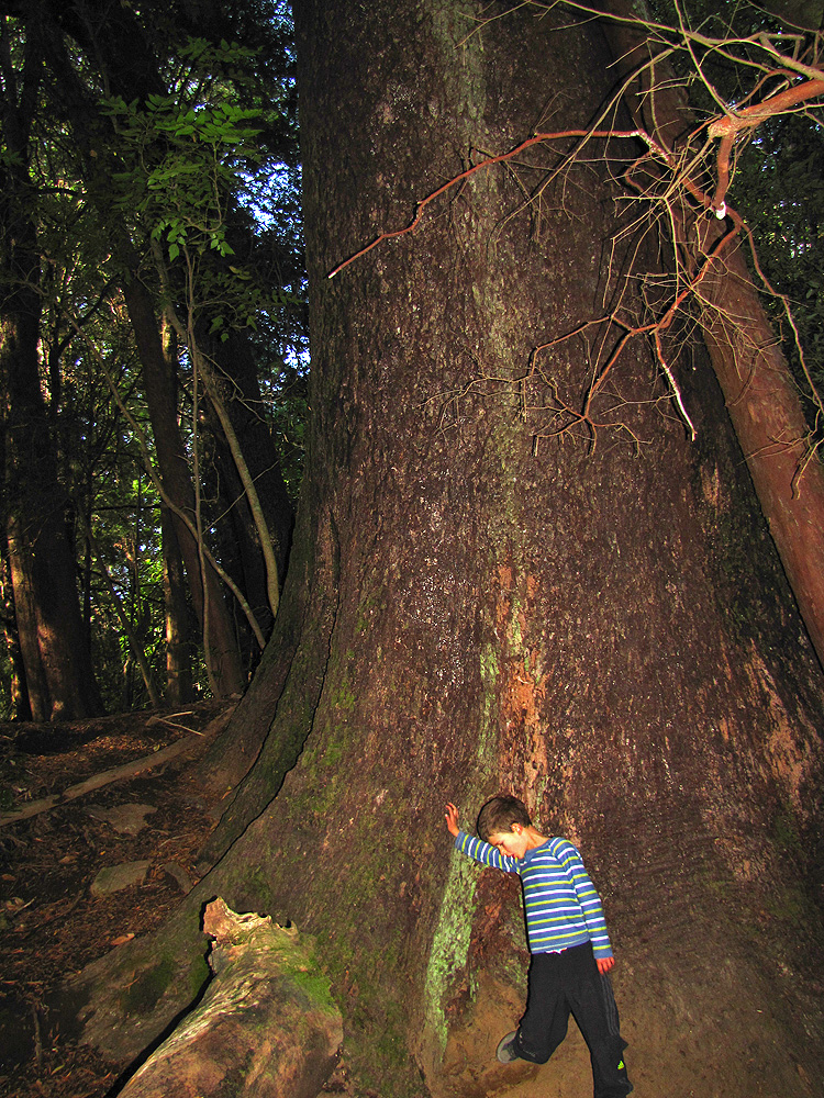 Parque Natural Tricahue - El Tata - Andeshandbook
