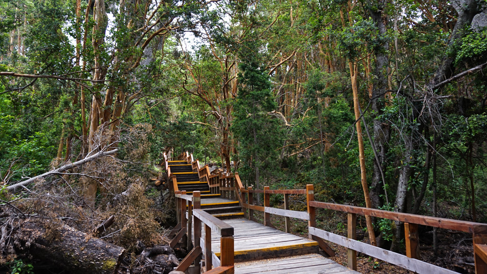 Parque Nacional Los Arrayanes - Los Arrayanes - Andeshandbook