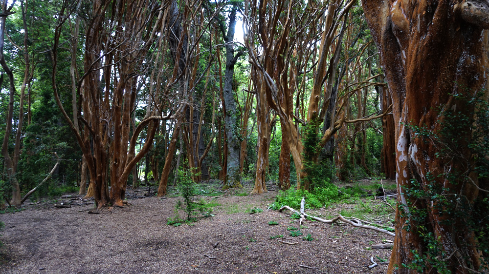 Parque Nacional Los Arrayanes - Los Arrayanes - Andeshandbook