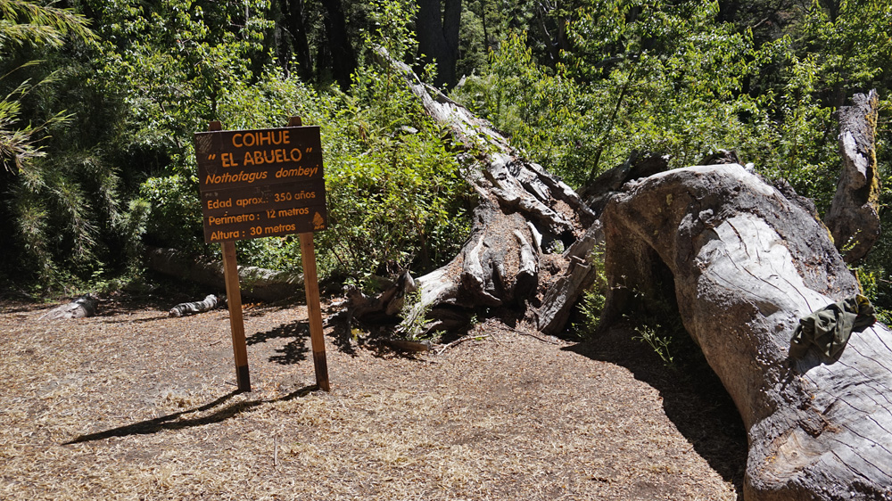Parque Nacional Nahuel Huapi - Coihue El Abuelo y Brazo Última ...