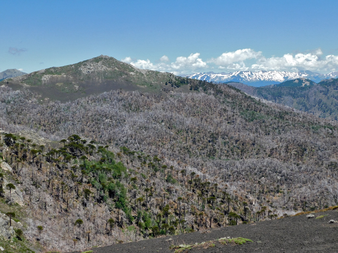 Reserva Nacional China Muerta - La Huella del Puma - Andeshandbook