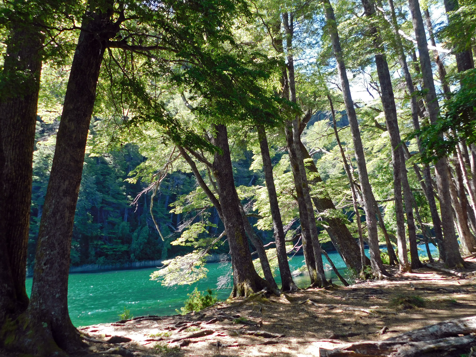 Parque Nacional Los Alerces - Río Rivadavia - Andeshandbook