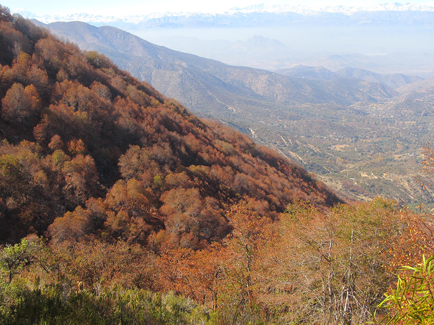 Galería Cerro El Roble - Andeshandbook
